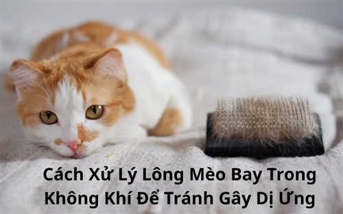 Cách Xử Lý Lông Mèo Bay Trong Không Khí Để Tránh Gây Dị Ứng